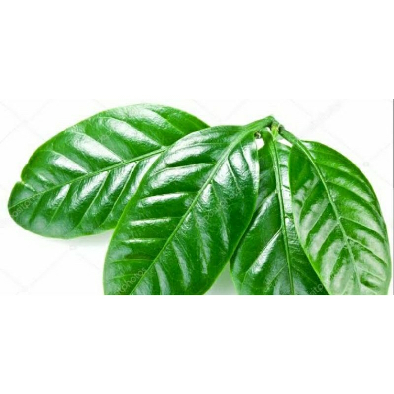 Jual Daun kopi segar baru petik 500 gram (daun Kawa) harga murah ...