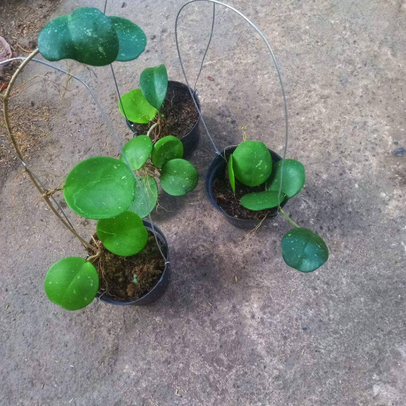 Jual HOYA OBUVATA SPLASH BUNGA HOYA TANAMAN GANTUNG | Shopee Indonesia