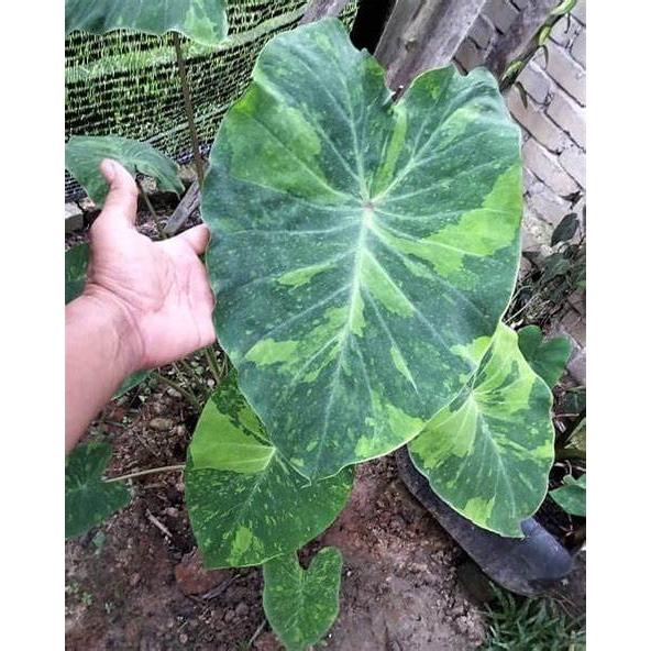 Jual Tanaman Hias Colocasia MIdorian / Midori sour | Shopee Indonesia