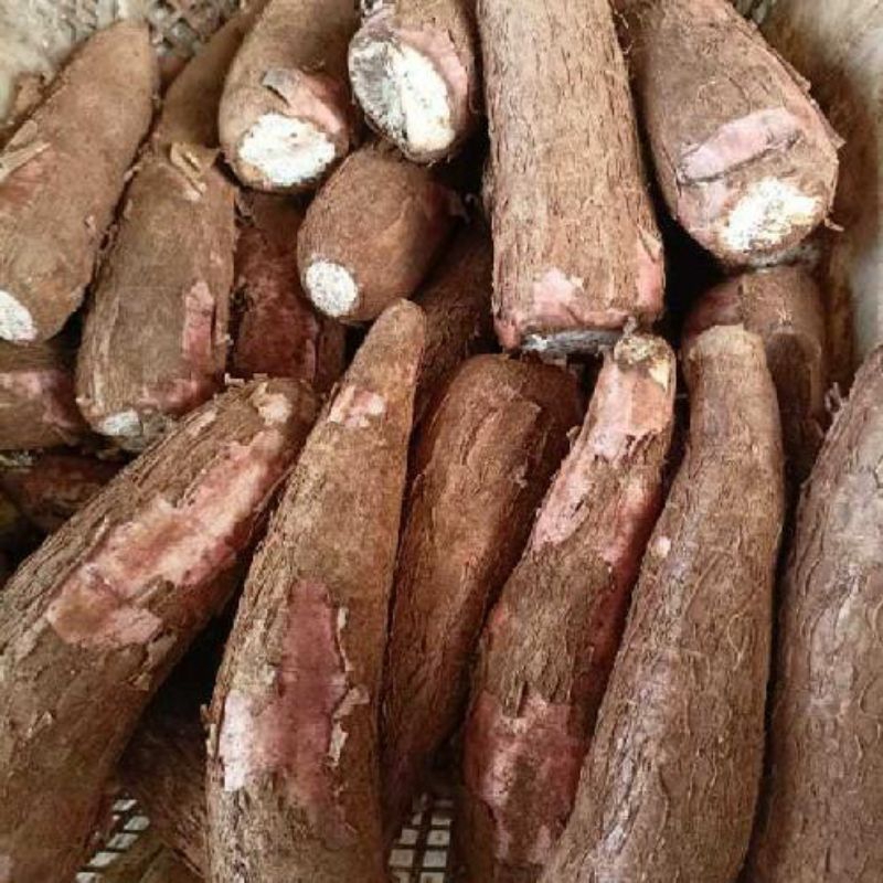 Jual ketela pohon/ singkong kulit merah pulen 1 kg | Shopee Indonesia