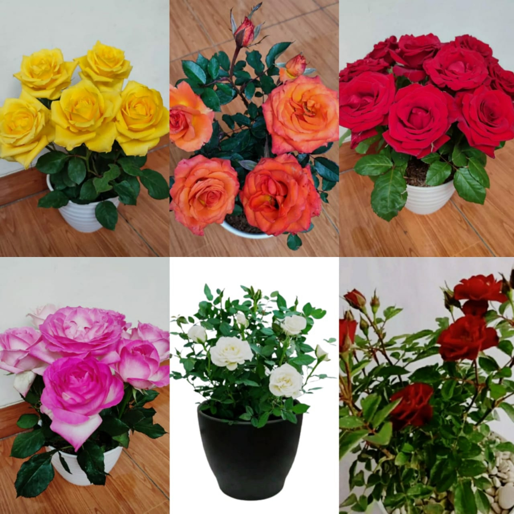 Jual PAKET 4 BUNGA MAWAR GRADE A KUALITAS TERBAIK WANGI NAN CANTIK TANAMAN HIAS HIDUP ASLI SIAP ...