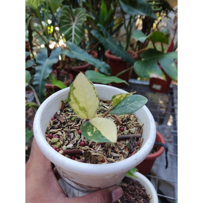 Jual Zamia varigata - ZZ varigata | Shopee Indonesia