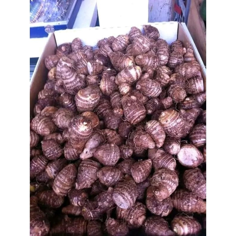 Jual Talas Satoimo umbi konsumsi 1kg(bukan bibit) | Shopee Indonesia