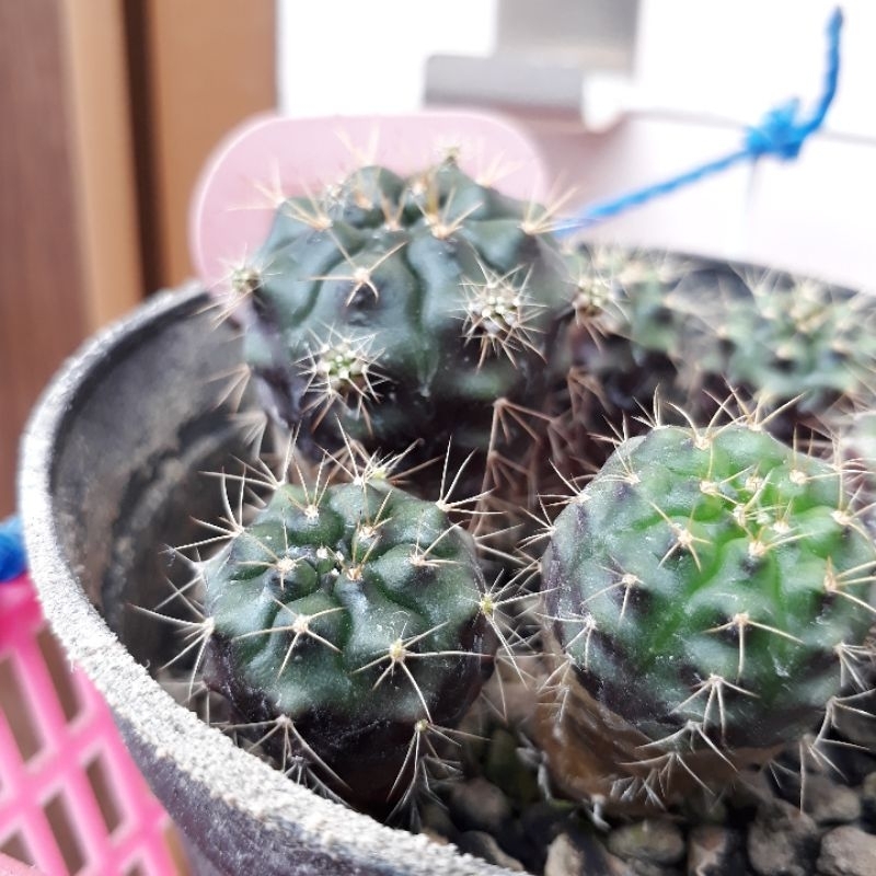 Jual Kaktus Gymnocalycium Gymno Damsii Damsi Ungu | Shopee Indonesia