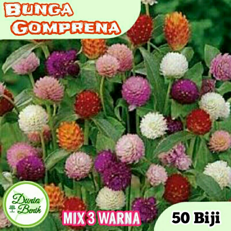 Jual 50 Biji Benih Bunga Gomprena Mix 3 Warna Benih Biji Bibit Bunga ...