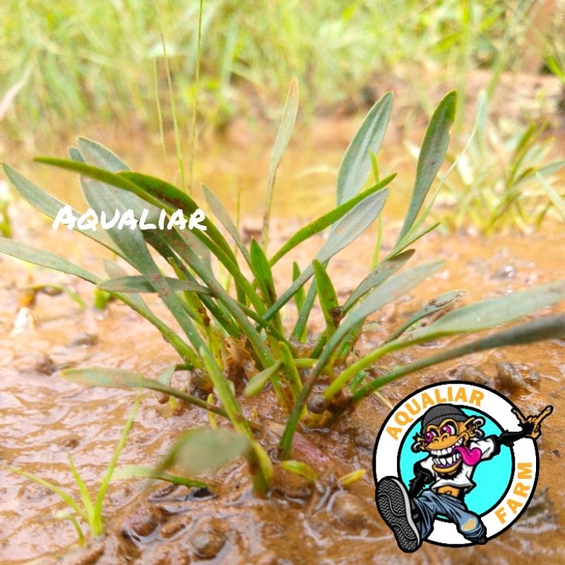Jual cryptocoryne parva mini tanaman aquascape cripto crypro ...