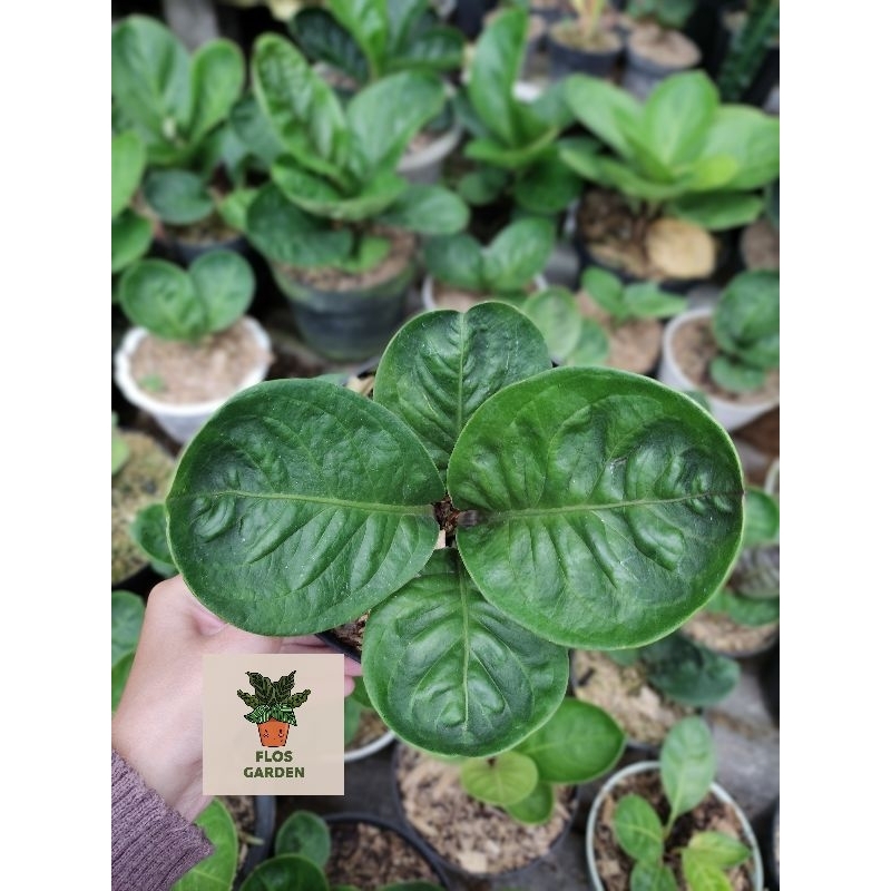 Jual Anthurium Jemani Mangkok Grandpa / Jemani Mangkok Broken Heart ...