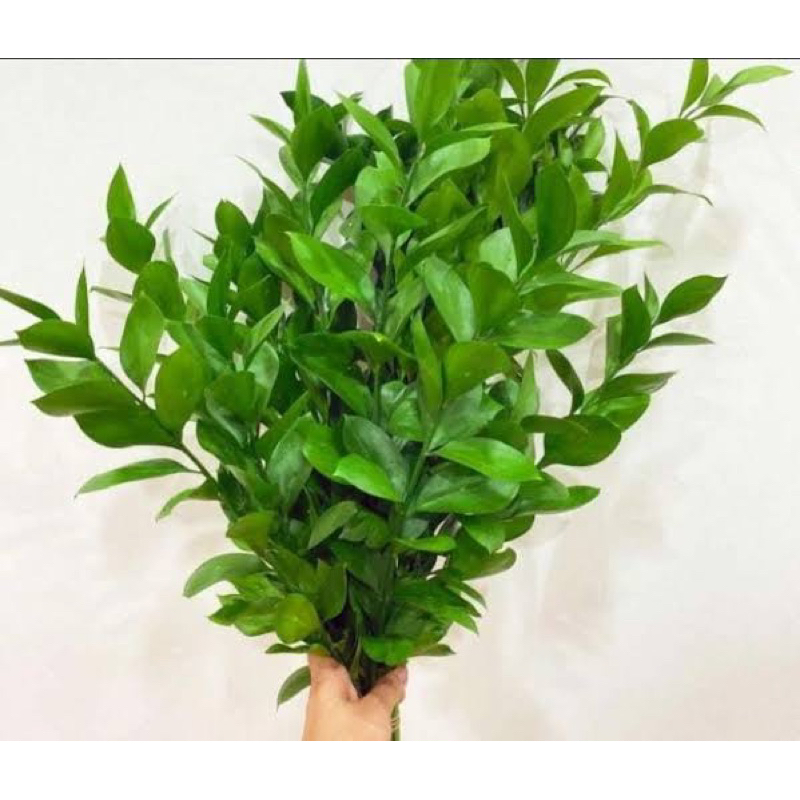 Jual bunga potong daun ruskus isi 10 batang bunga segar bahan bouquets ...