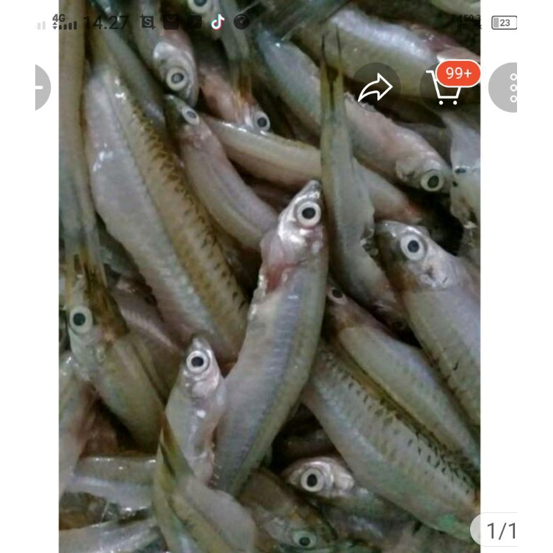 Jual Ikan Seluang Segar 500gram | Shopee Indonesia