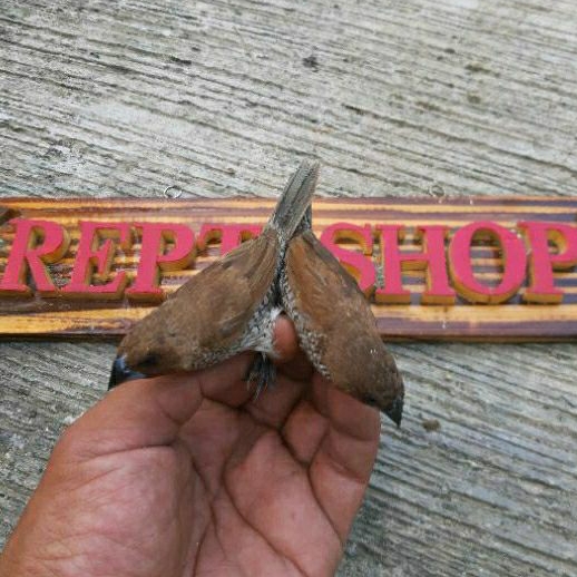 Jual Burung Emprit, Burung Peking, Pakan Reptile, Burung Predator, dsb ...