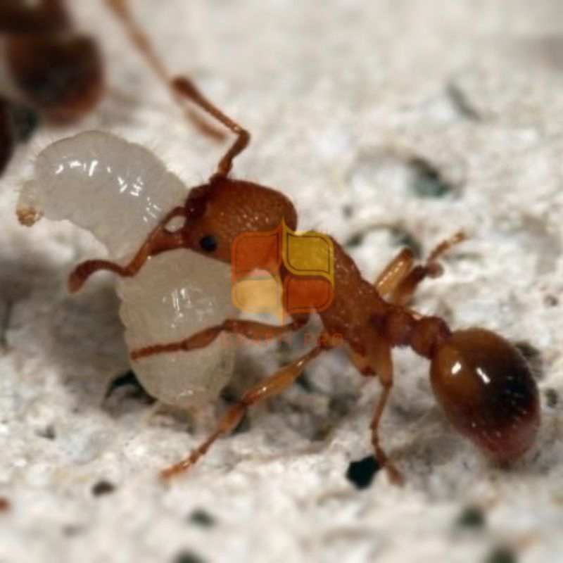 Jual 𝑲𝒓𝒐𝒕𝒐 𝑺𝒆𝒎𝒖𝒕 𝑹𝒂𝒏𝒈𝒓𝒂𝒏𝒈 𝒇𝒆𝒂𝒕 𝑹𝒂𝒕𝒖 𝑺𝒆𝒎𝒖𝒕/𝑺𝒂𝒓𝒂𝒏𝒈 𝑺𝒆𝒎𝒖𝒕 𝑷𝒂𝒌𝒂𝒏 𝑩𝒖𝒓𝒖𝒏𝒈 ...