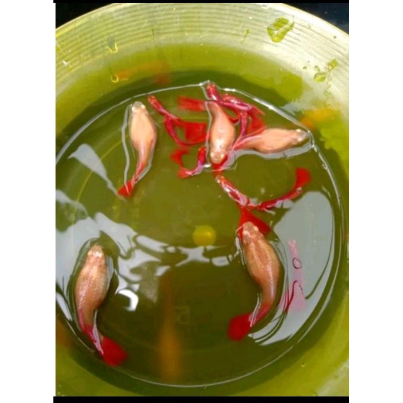 Jual new gappi afr betina | Shopee Indonesia