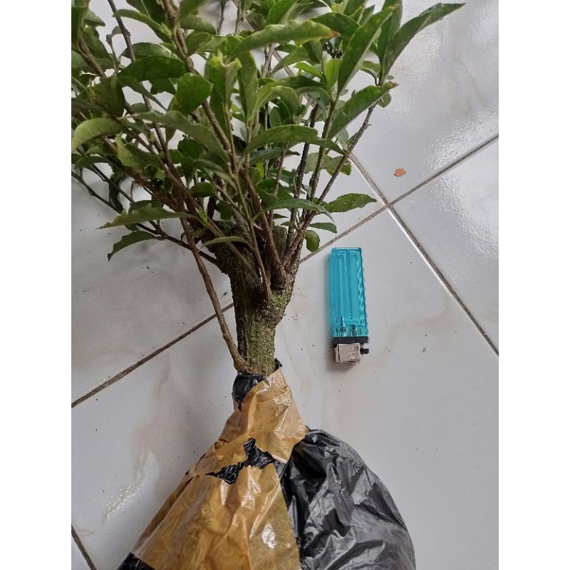Jual Bahan Bonsai Melati Costa | Shopee Indonesia