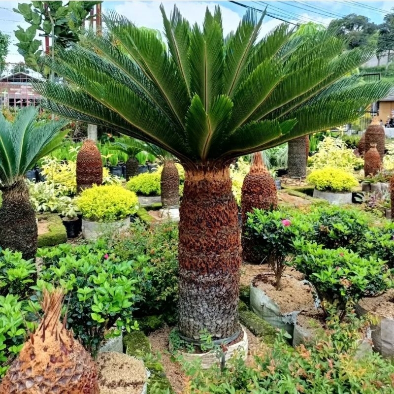 Jual tanaman hias palem sikas pohon palm sikas batang besar | Shopee ...