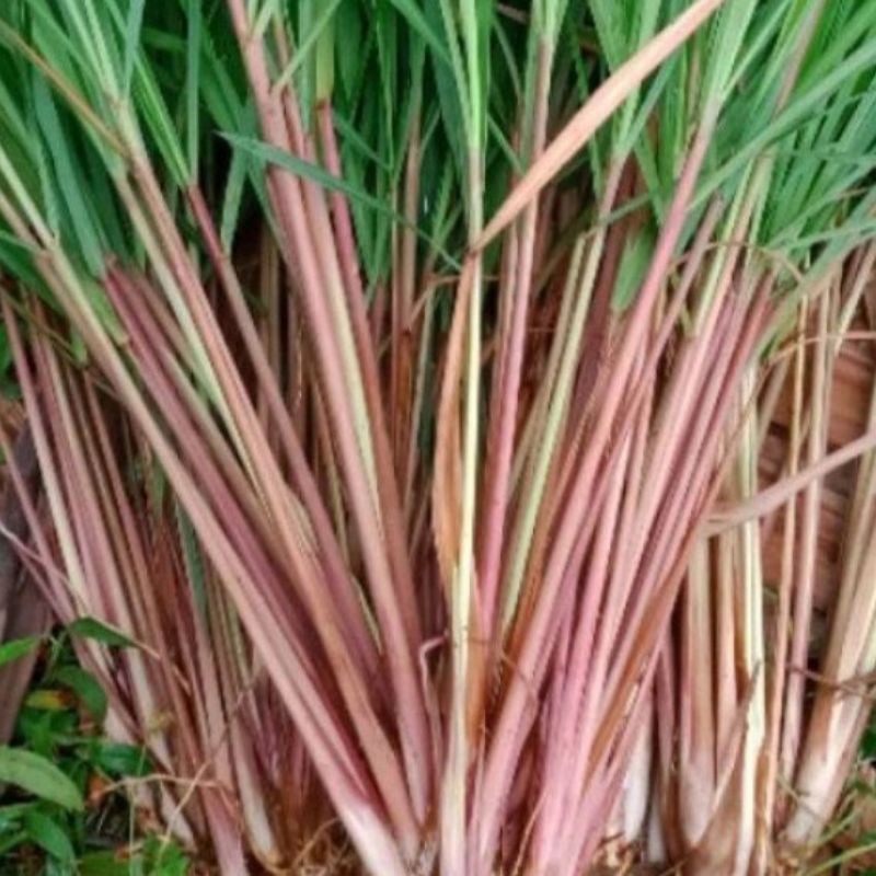 Jual SERAI WANGI SEREH WANGI SEREH MERAH SIRIH MERAH ASLI 1 POHON ...