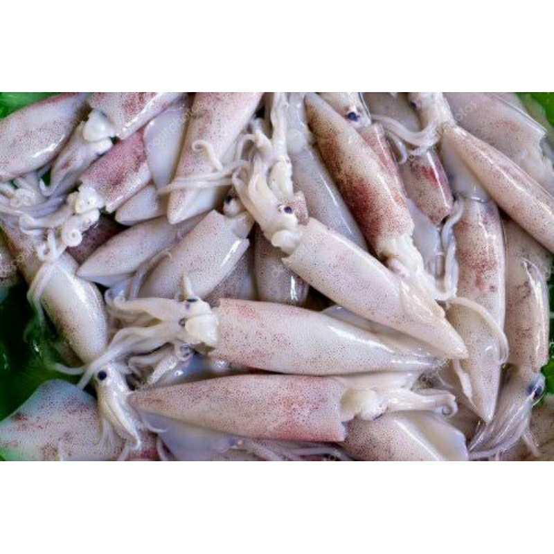 Jual CUMI SEGAR / CUMI SEGAR FRESH _ 500gr | Shopee Indonesia