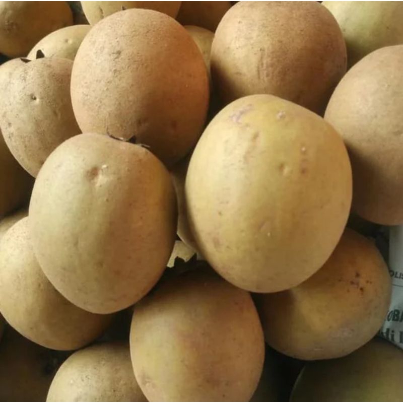 Jual Buah Sawo Besar 1KG (REGULER & KARGO) | Shopee Indonesia