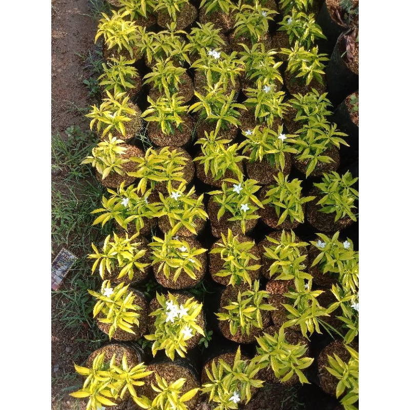 Jual bibit bunga Sabrina siap tanam | Shopee Indonesia