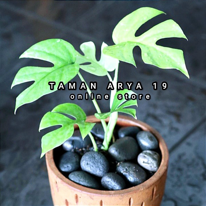 Jual Tanaman monstera mini raphidophora monstera tetrasperma | Shopee ...