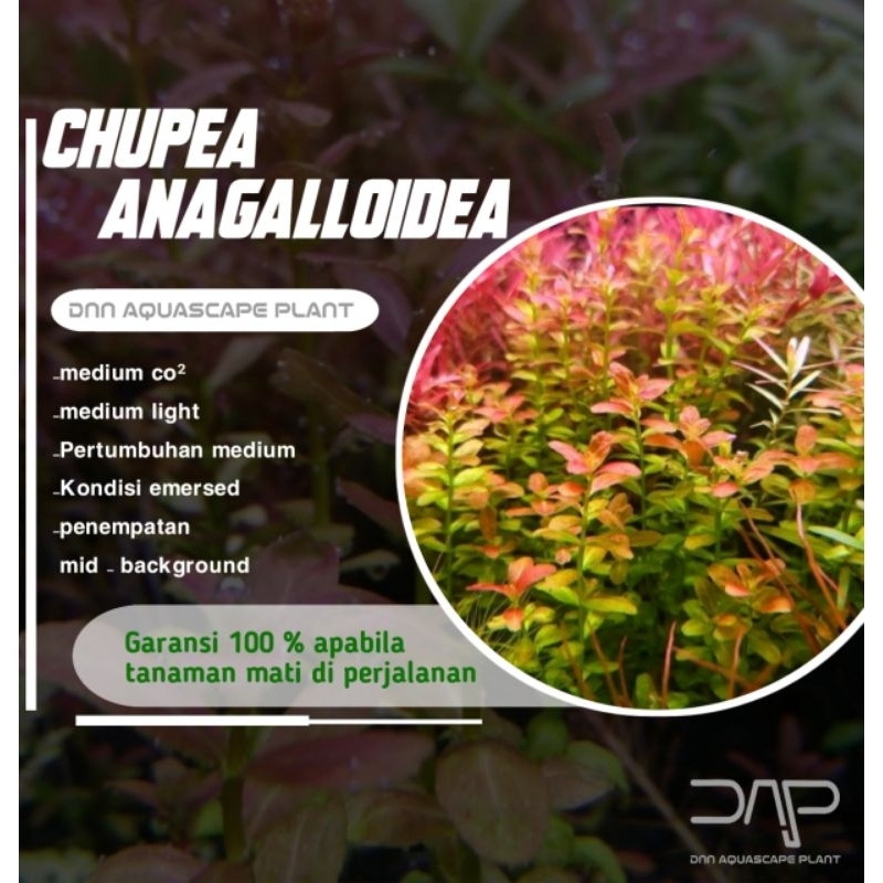 Jual Tanaman aquascape Cuphea anagalloidea stemp plant | Shopee Indonesia