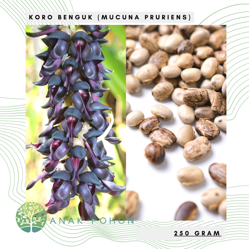 Jual (250 GRAM) Benih Bibit Biji - Koro Benguk Mucuna pruriens Kacang ...