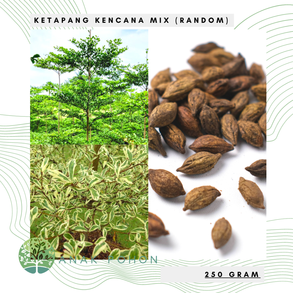 Jual (250 GRAM) Benih Bibit Biji - Pohon Ketapang Kencana Mix (Random ...