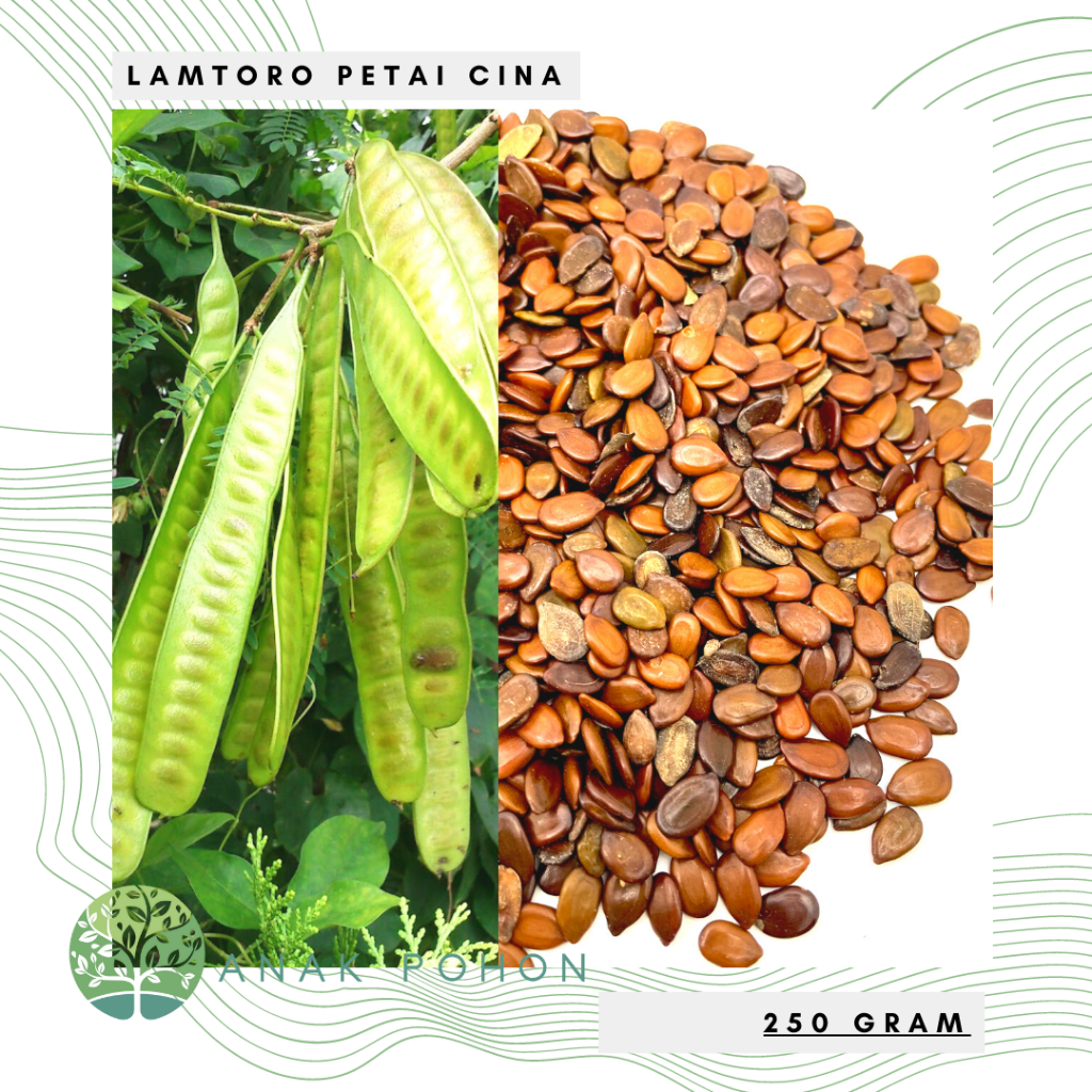 Jual (250 GRAM) Benih Bibit Biji - Lamtoro Petai Cina Kemlandingan ...