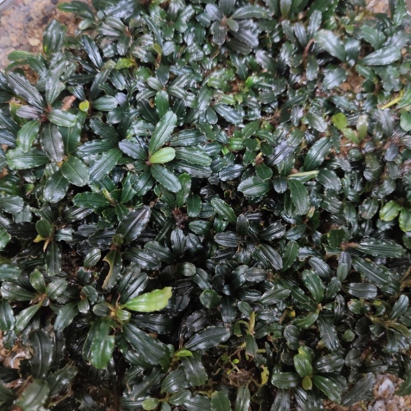 Jual Bucephalandra mini boyan porsi 20x20 | Shopee Indonesia