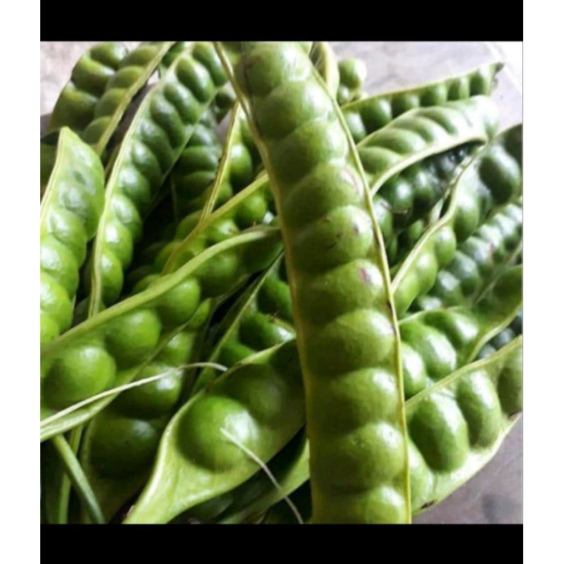 Jual Pete fresh per 1 papan petai peteuy | Shopee Indonesia Jual Pete fresh per 1 papan petai peteuy | Shopee Indonesia