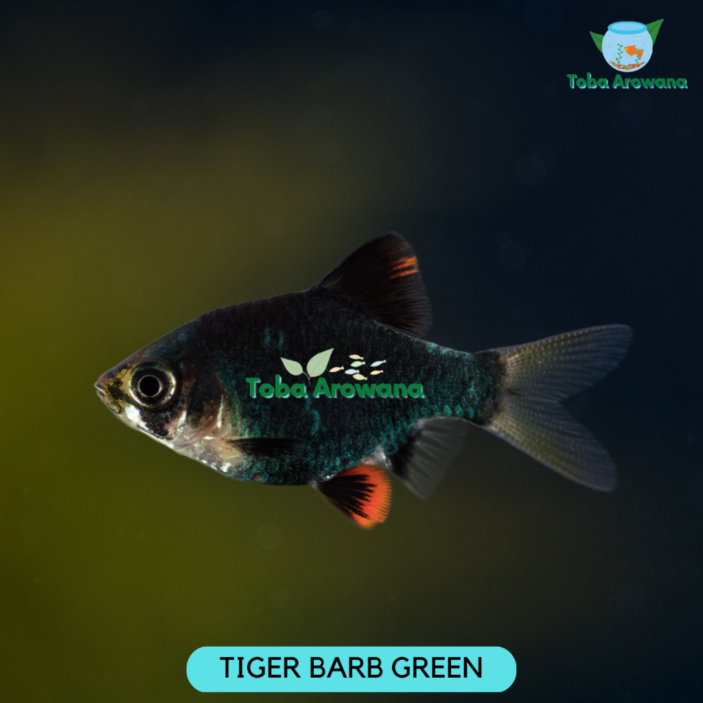 Jual Green Tiger Barb Ikan Sumatera Hijau Hiasan Aquarium Aquascape ...