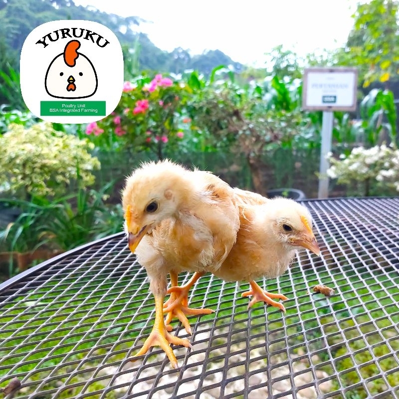 Jual Anak Ayam Merawang | Shopee Indonesia