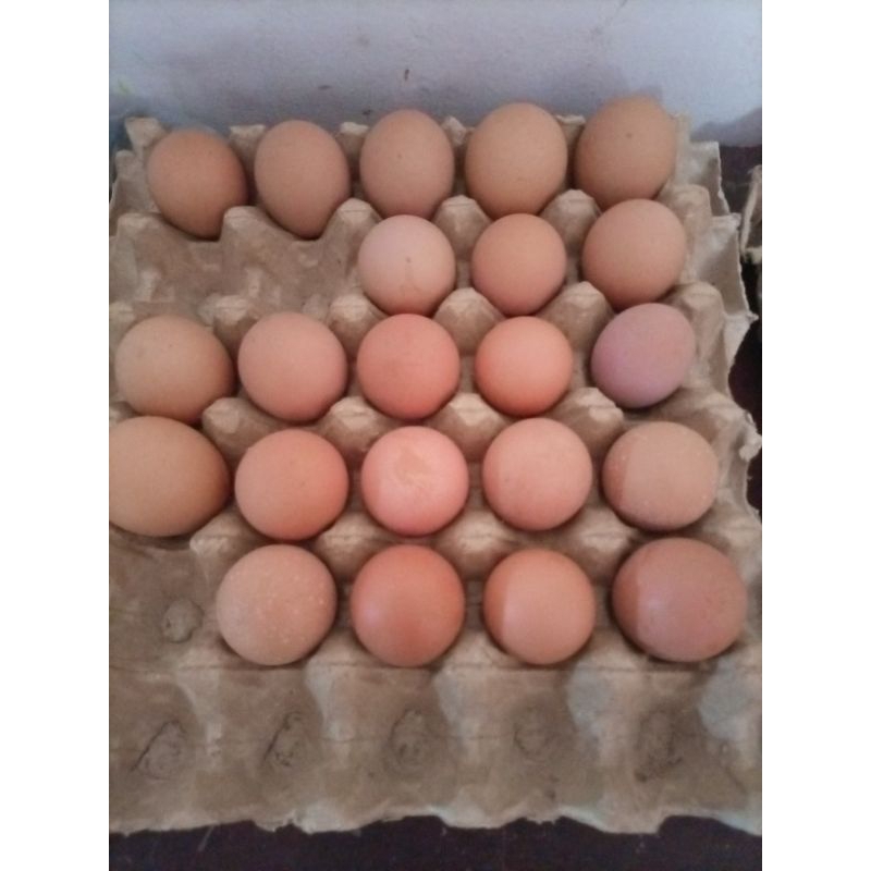 Jual Telur Tetas RedPro, Ayam PETELUR RAS Yg BISA DIKEMBANGBIAKKAN ...