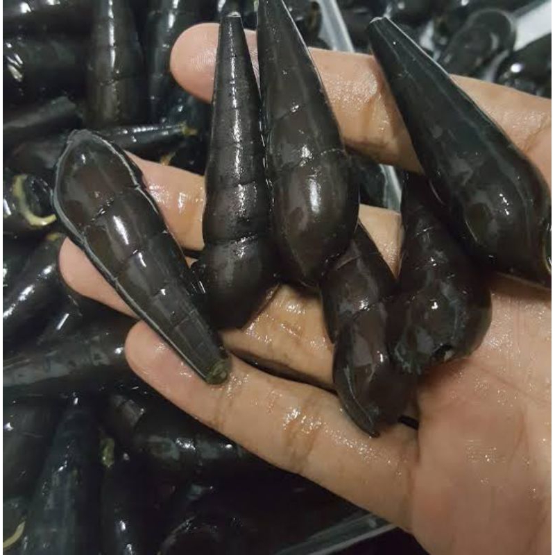 Jual Siput Hitam sungai kondisi Segar | Shopee Indonesia
