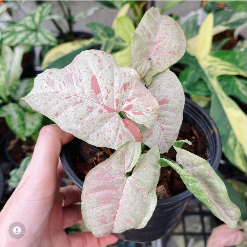 Jual Philodendron Pink Princes Tanaman Hias Philodendron Princes Pink ...