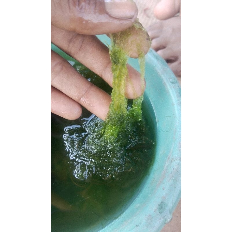 Jual lumut busa buat umpan mancing, kuat tidak mudah mati | Shopee ...