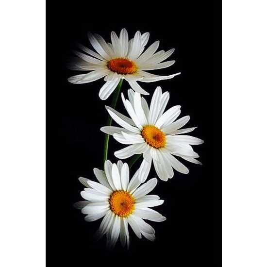 Jual HIASAN DINDING BUNGA REALISTIK AESTHETIC (20X30) WALL DECOR ...