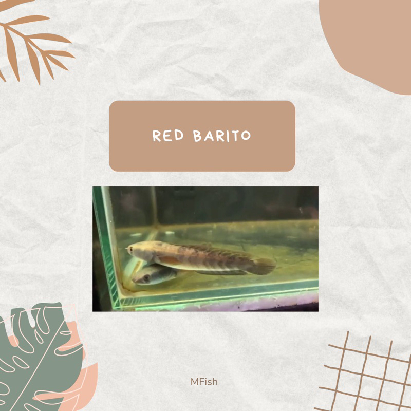 Jual stiker channa red barito || Baca deskripsi | Shopee Indonesia