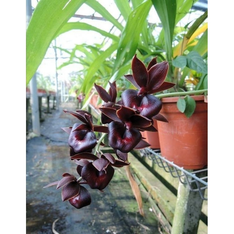 Jual Anggrek Eria Catasetum ( Mormodes Jumbo Bacia x catasetum expansum ...