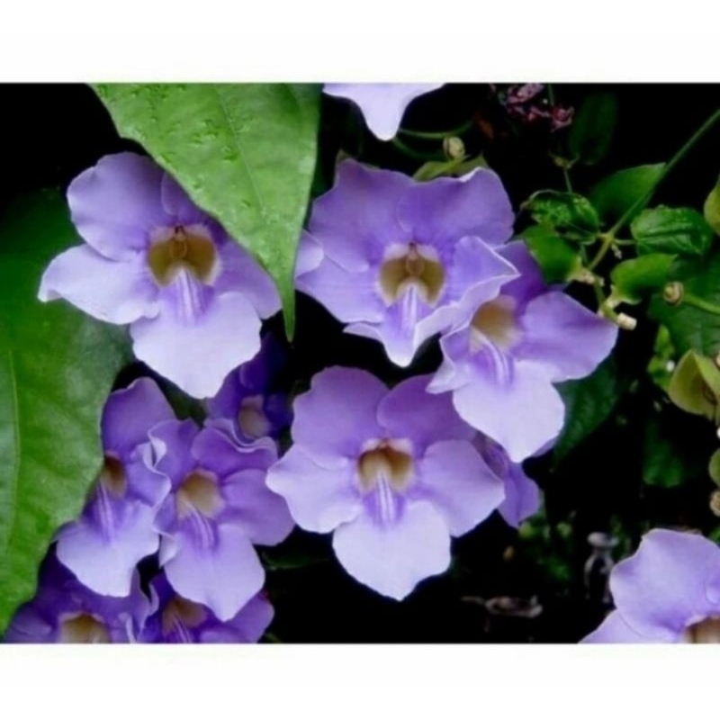 Jual Tanaman Hias Rambat Tumbergia Bunga Ungu/ Pohon Tumbergia | Shopee ...