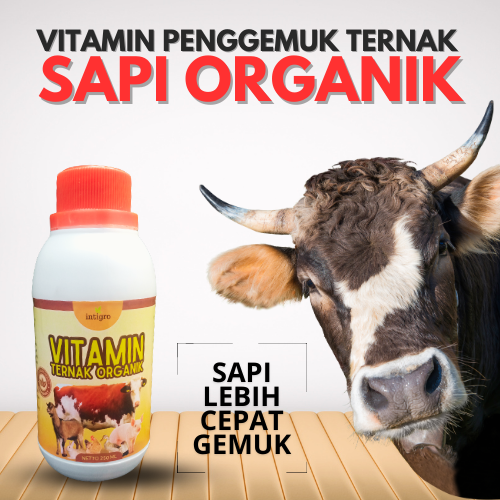 Jual Obat Penggemuk Sapi Super Cepat / Vitamin Sapi Penggemukan ...