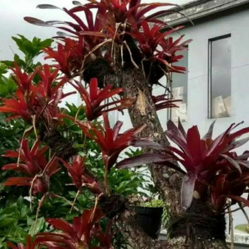Jual Bunga Bromelia Merah - Tanaman Hias Bromelia Lampion | Shopee ...
