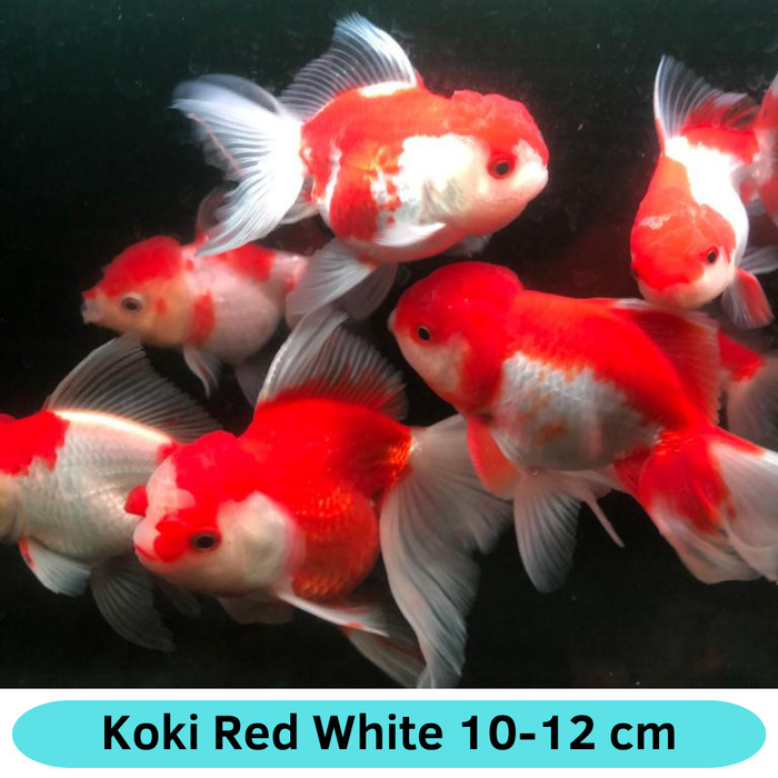 Jual Ikan Mas Koki Oranda 10-12 cm / GoldFish | Shopee Indonesia