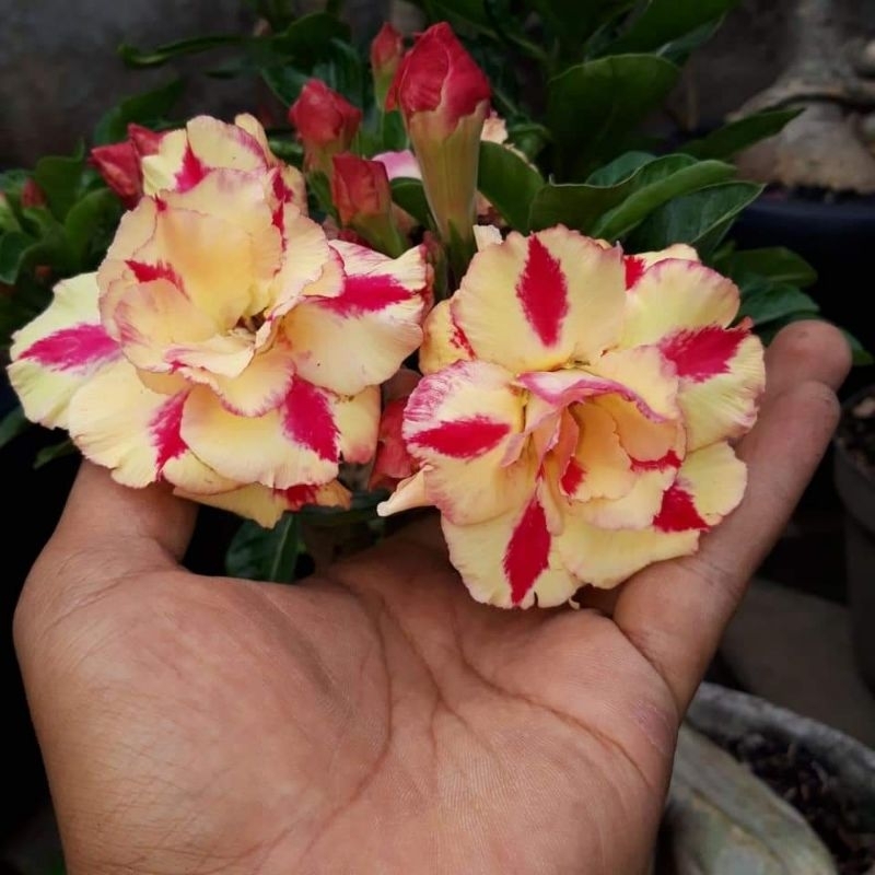Jual adenium bunga tumpuk | Shopee Indonesia