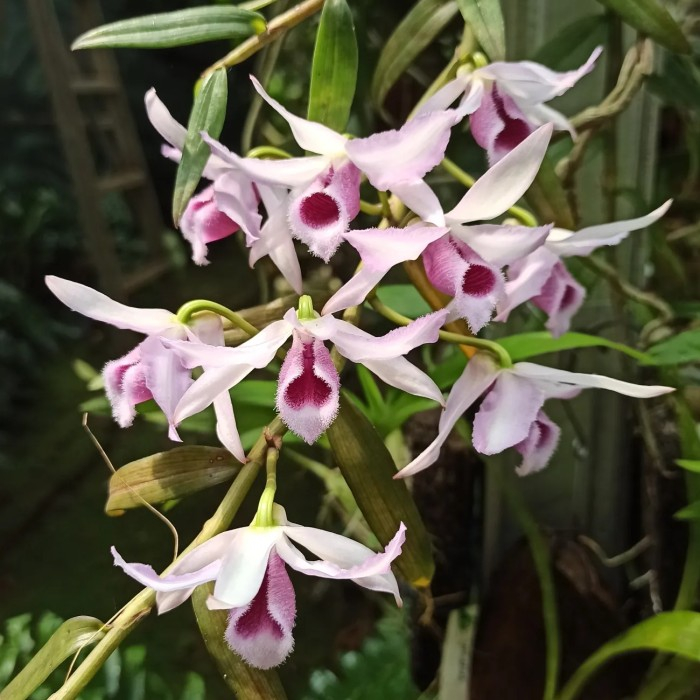 Jual Dendrobium anosmum var huttoni | Shopee Indonesia