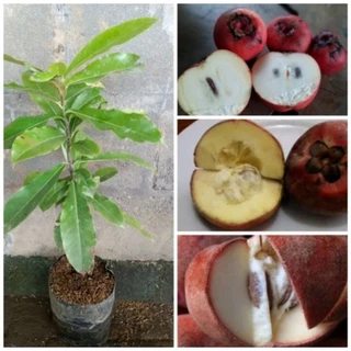Jual Buah Bisbul Terlengkap & Harga Terbaru Juni 2024 | Shopee Indonesia