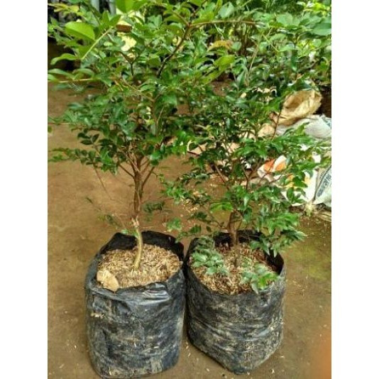 Jual Bibit Anggur Pohon Brazil 1 meter / Brasi / Sabara / Preco ... Jual Bibit Anggur Pohon Brazil 1 meter / Brasi / Sabara / Preco ...