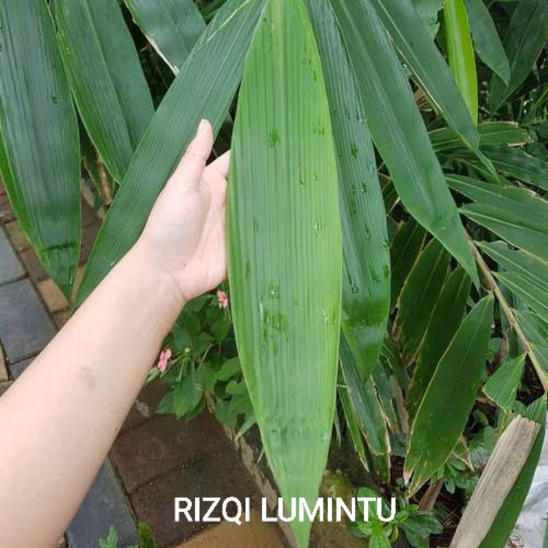 Jual Daun bambu jumbo segar isi 100 lembar | Shopee Indonesia