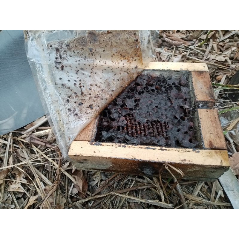 Jual Propolis Mentah Trigona Itama 1Kg Murni 100% dari Sarang Hutan ...