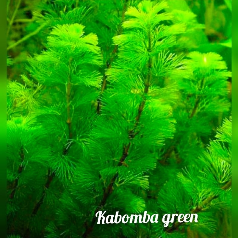 Jual kabomba green 10 btg tanaman aquascape hiasan aquarium | Shopee ...