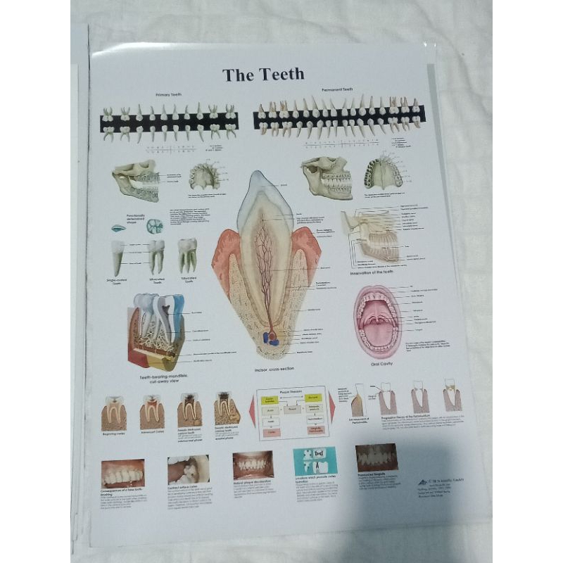 Jual Poster Chart 50 x 70 Gigi | Shopee Indonesia